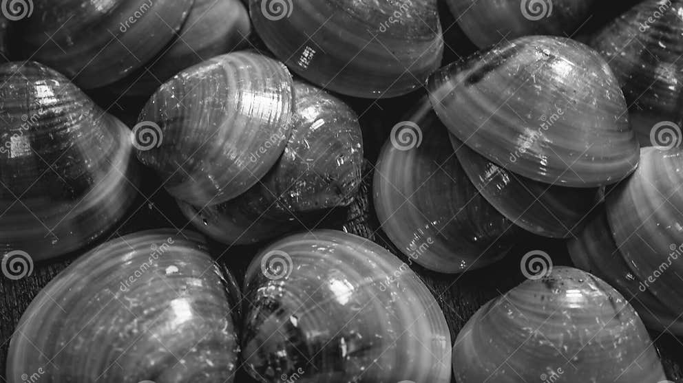Stack of Sea Shells. Monochrome Stock Photo - Image of delicious ...