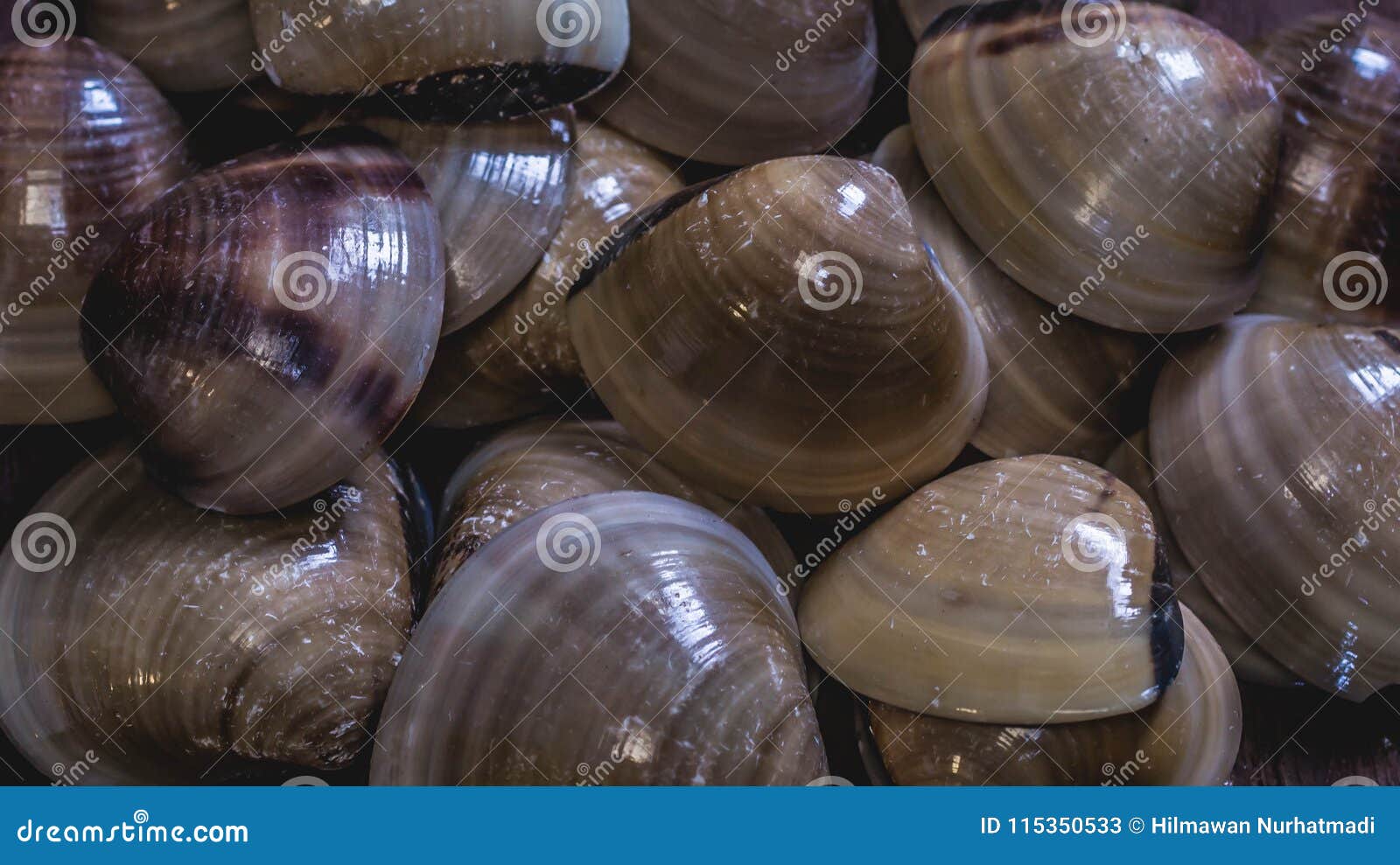 Stack of sea shells stock image. Image of delicacy, detail - 115350533