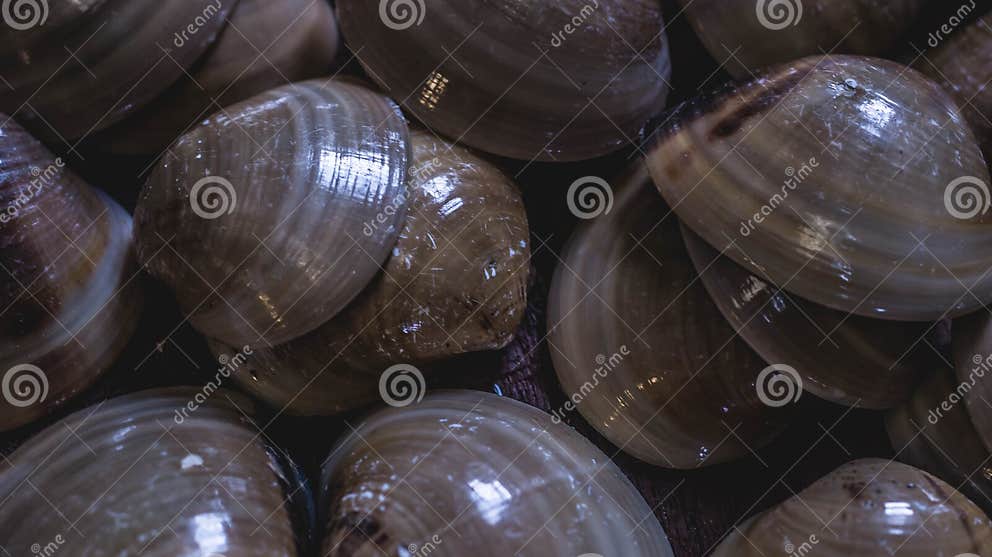 Stack of sea shells stock image. Image of delicious - 115350535