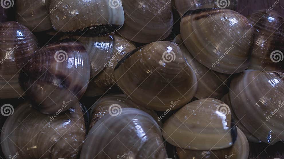 Stack of sea shells stock image. Image of restaurant - 115350537