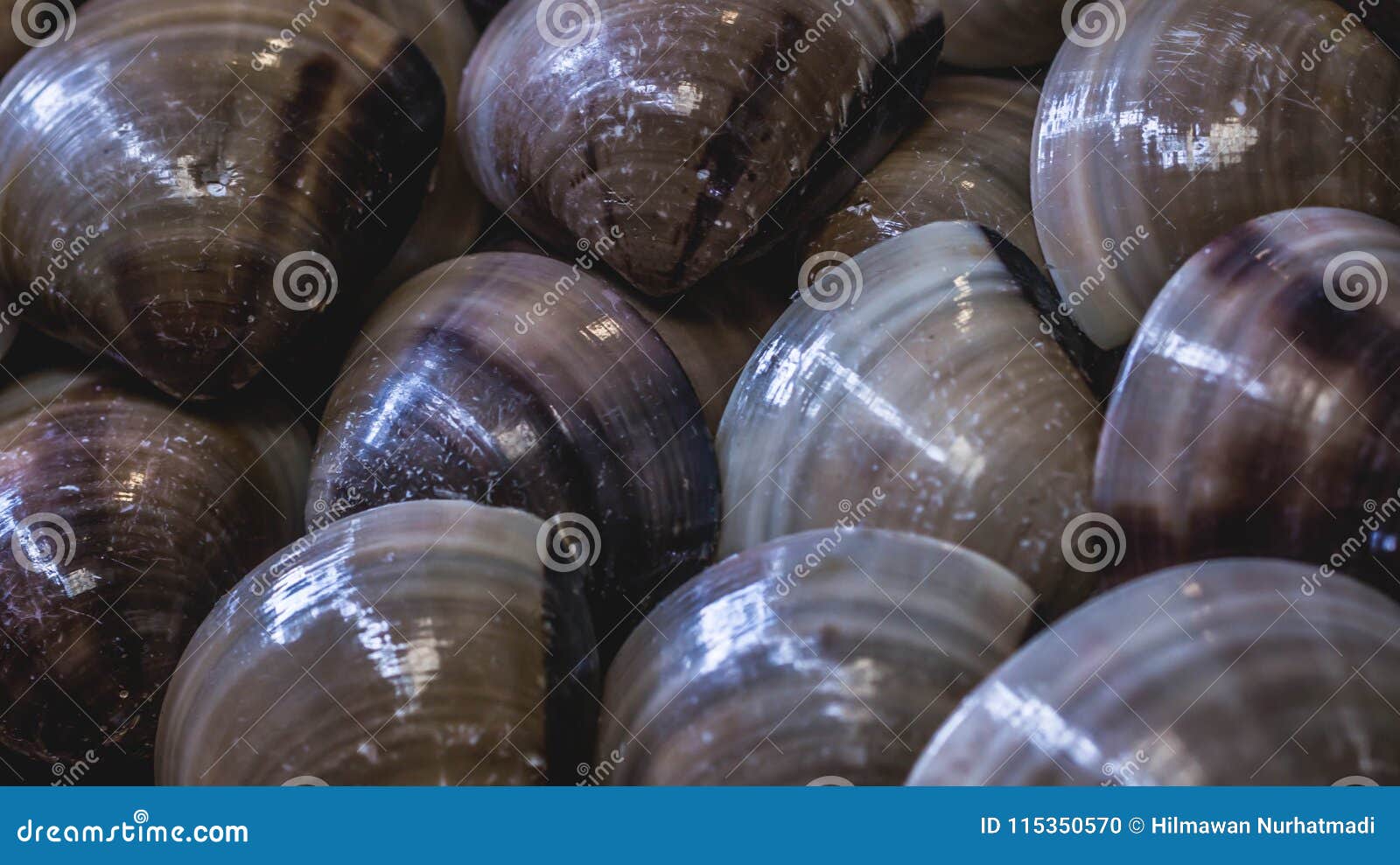 Stack of sea shells stock photo. Image of gourmet, bivalve - 115350570