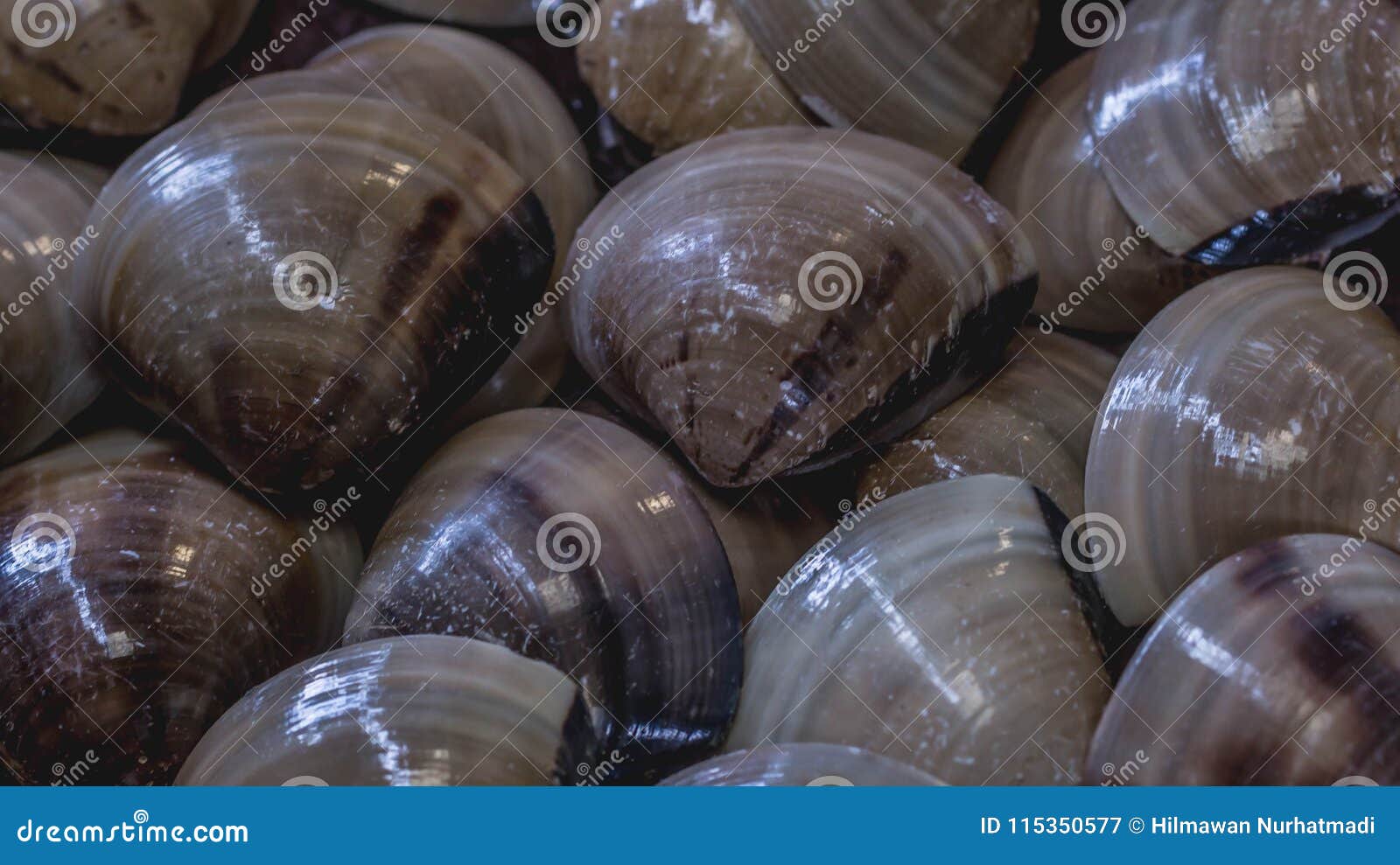 Stack of sea shells stock image. Image of background - 115350577