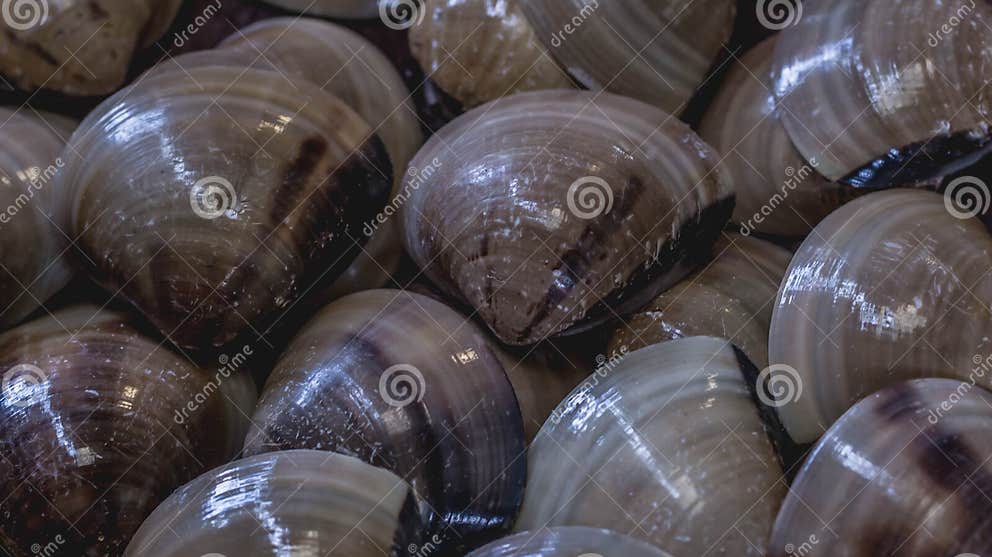 Stack of sea shells stock image. Image of background - 115350577