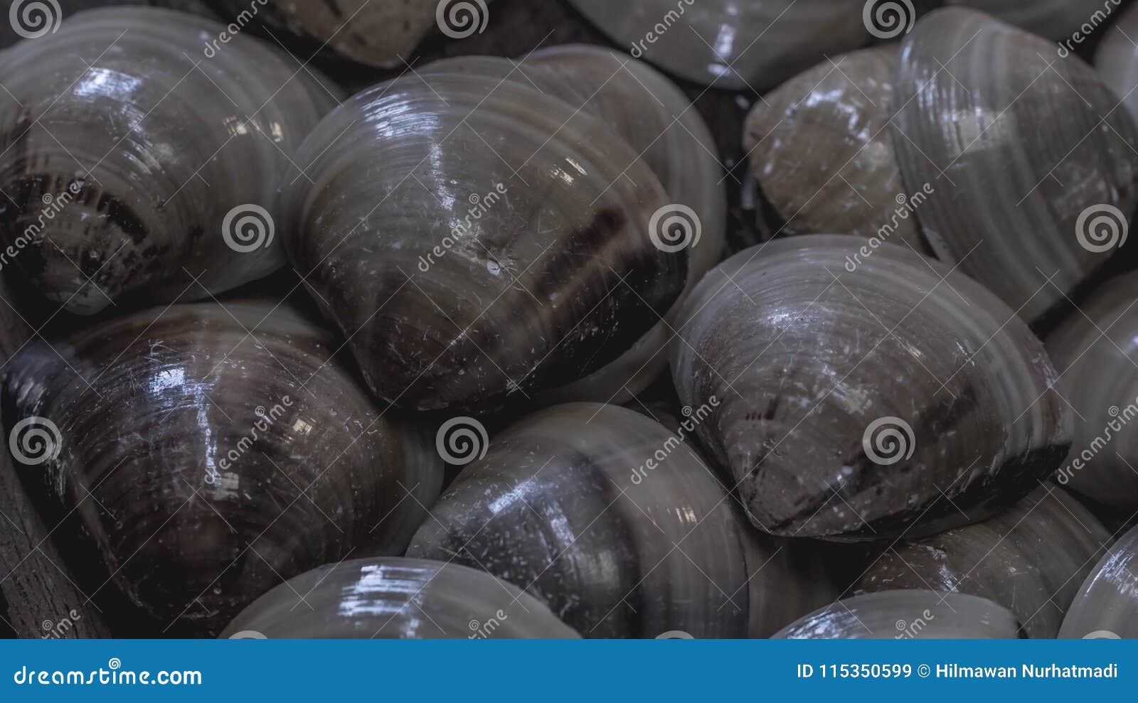 Stack of sea shells stock image. Image of seafood, aquatic - 115350599