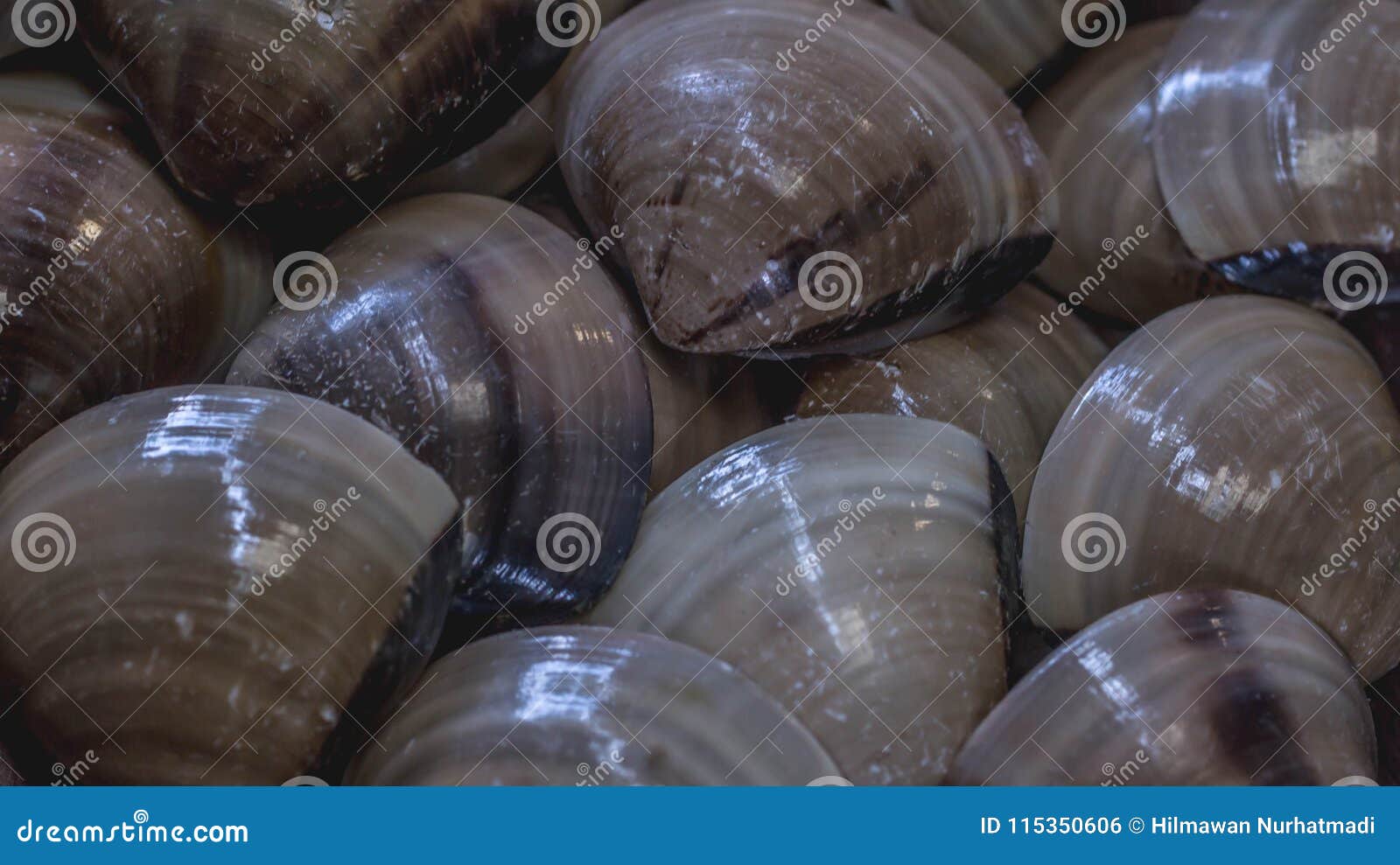 Stack of sea shells stock photo. Image of delicacy, diet - 115350606