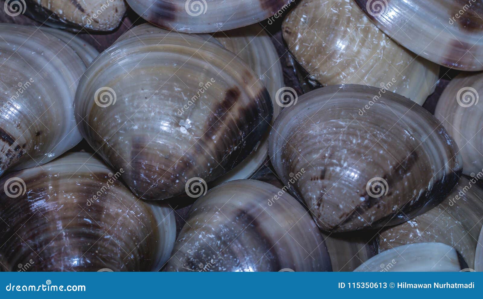 Stack of sea shells stock image. Image of molluscs, seafood - 115350613