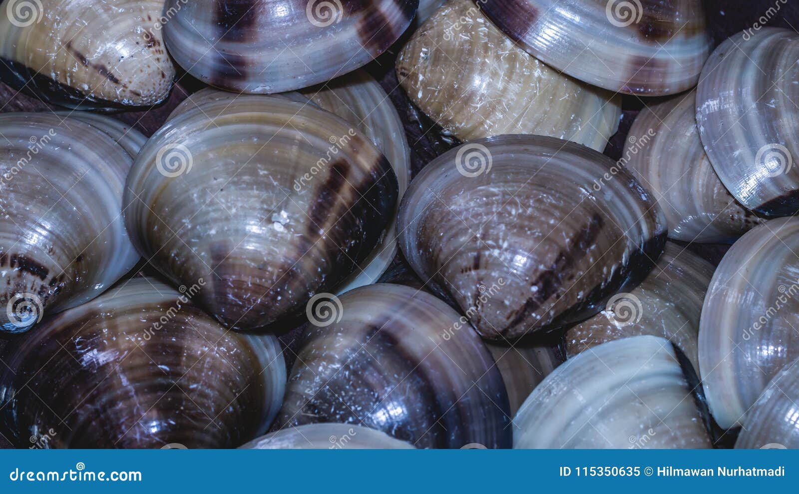 Stack of sea shells stock image. Image of carapace, background - 115350635