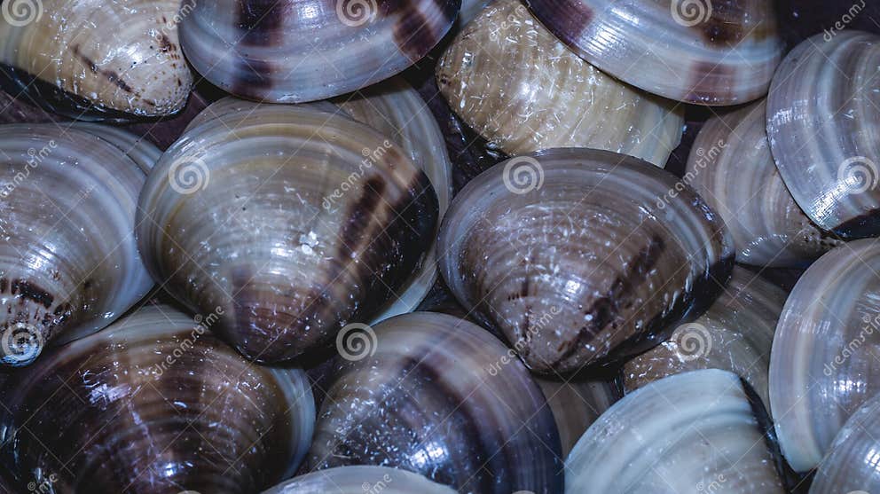 Stack of sea shells stock image. Image of carapace, background - 115350635