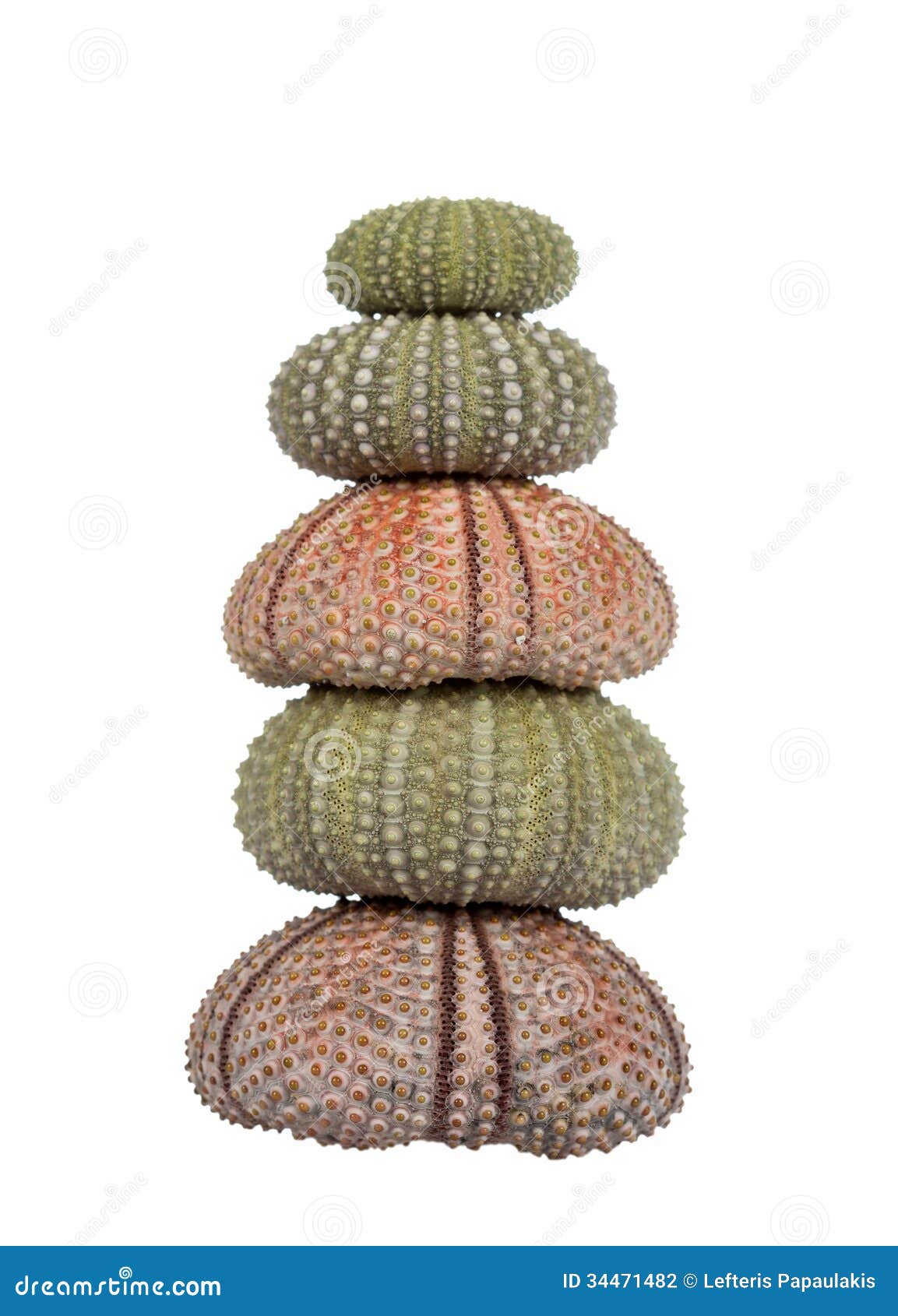 Stack of sea urchin shells stock photo. Image of natural - 34471482