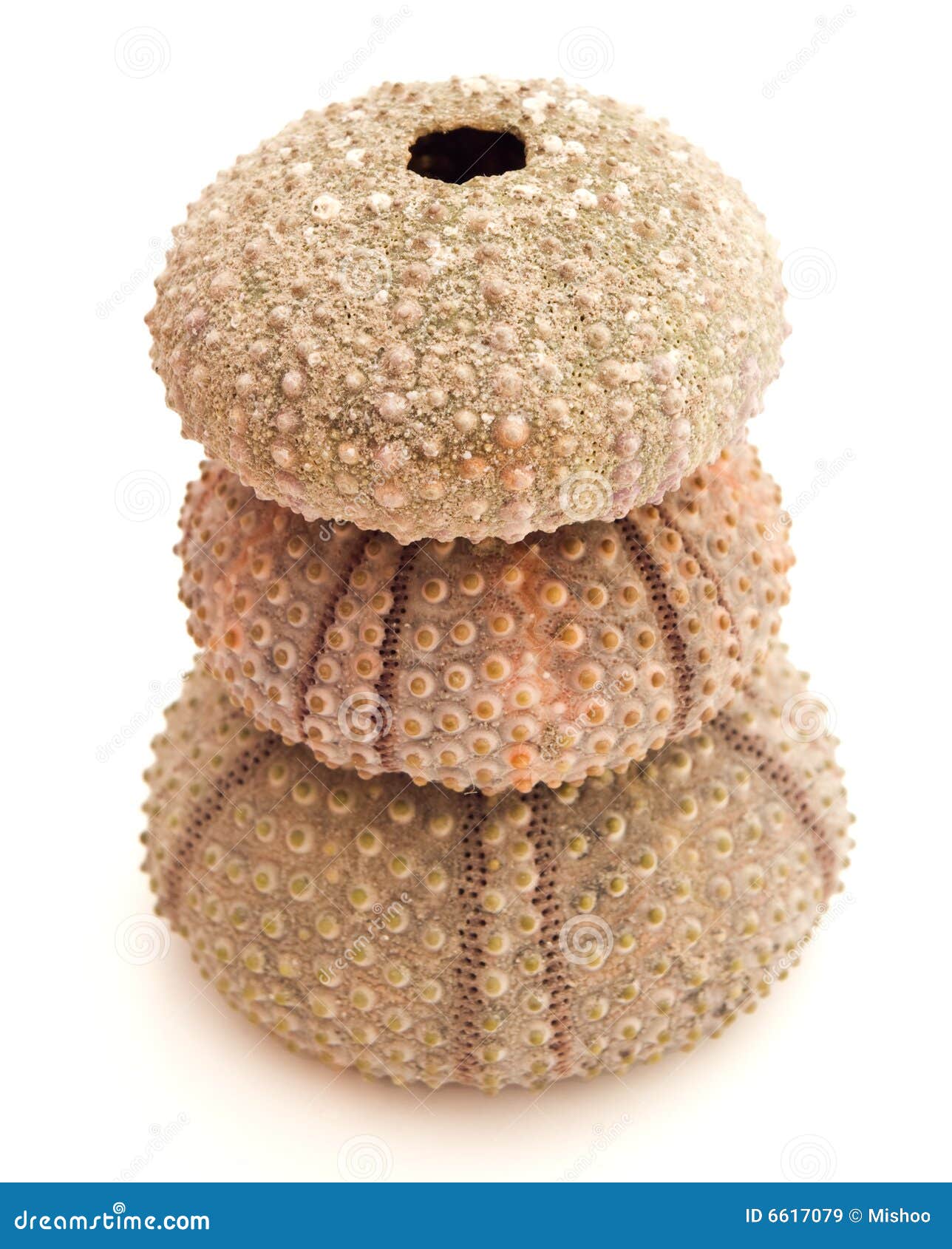 Stack of seashells stock image. Image of isolated, shell - 6617079