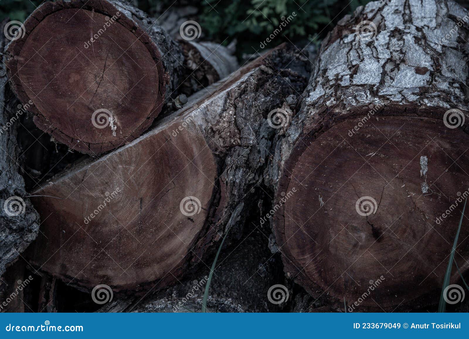 Stack of Sharea Obtusa Stumps Ready for Use in Construction Stock Image ...