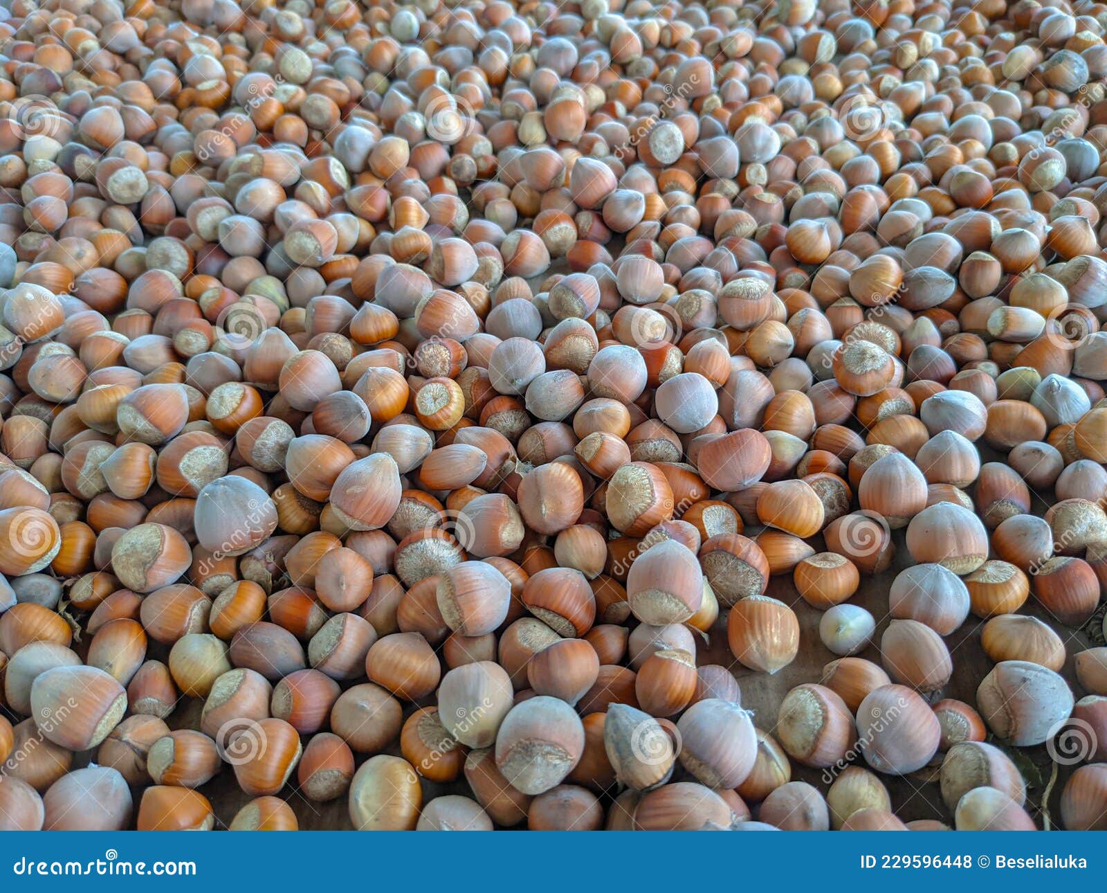 Hazelnut textured pattern stock photo. Image of hazelnut - 229596448