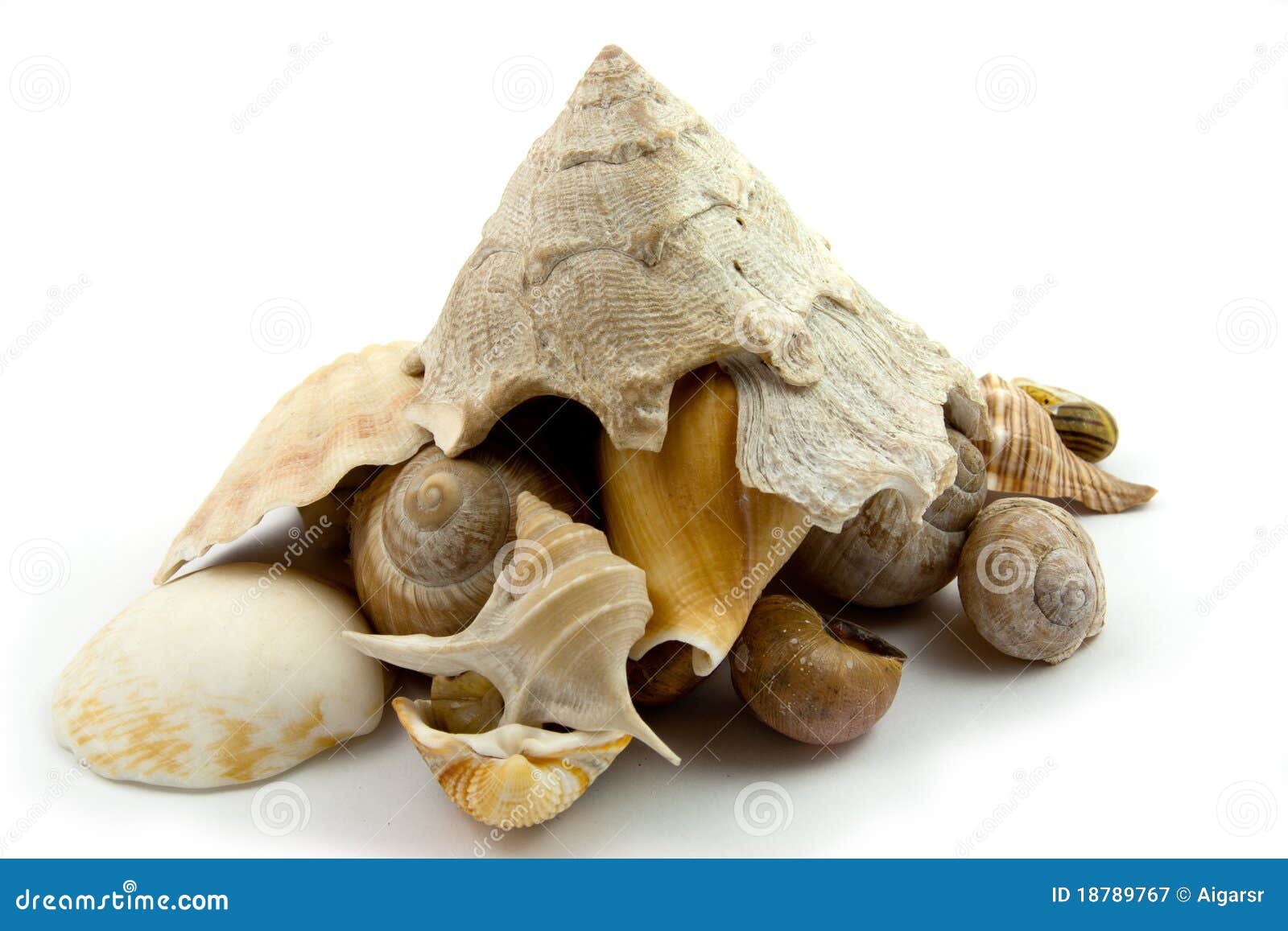 Stack of shells stock image. Image of shell, nature, object - 18789767