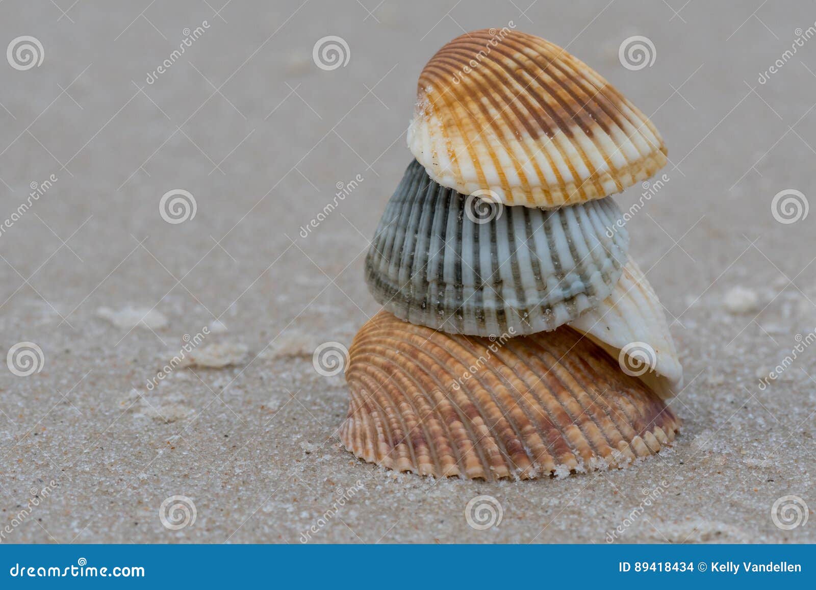Stack of Shells with Copy Space Stock Photo - Image of nature, objects ...