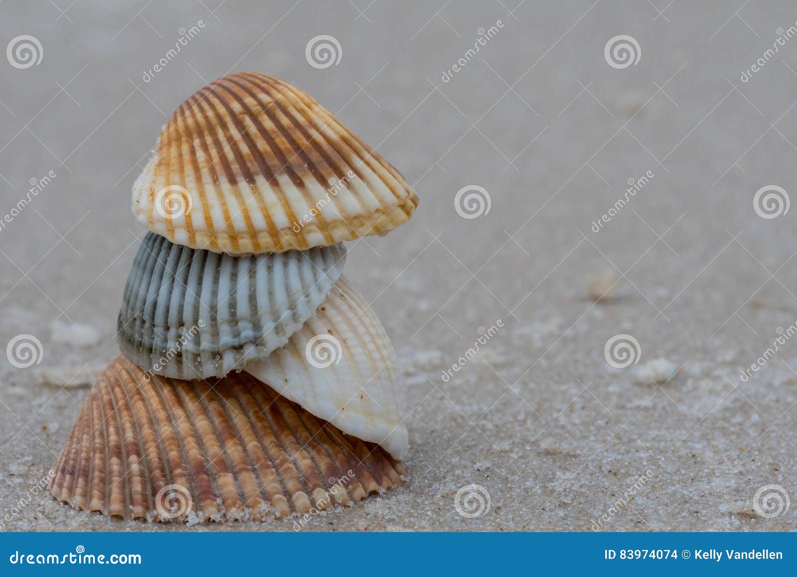Stack of Shells Medium with Copy Space Stock Photo - Image of cairn ...