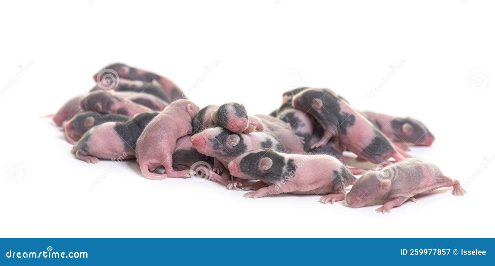 Stack of Six Days Old Hairless Fancy Mouse Pups, Isolated on Whi Stock ...
