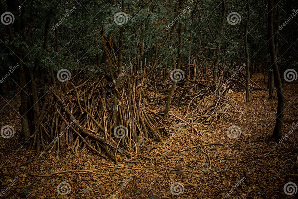 Stack of Small Broken Branches Next To Trees in a Forest during the ...
