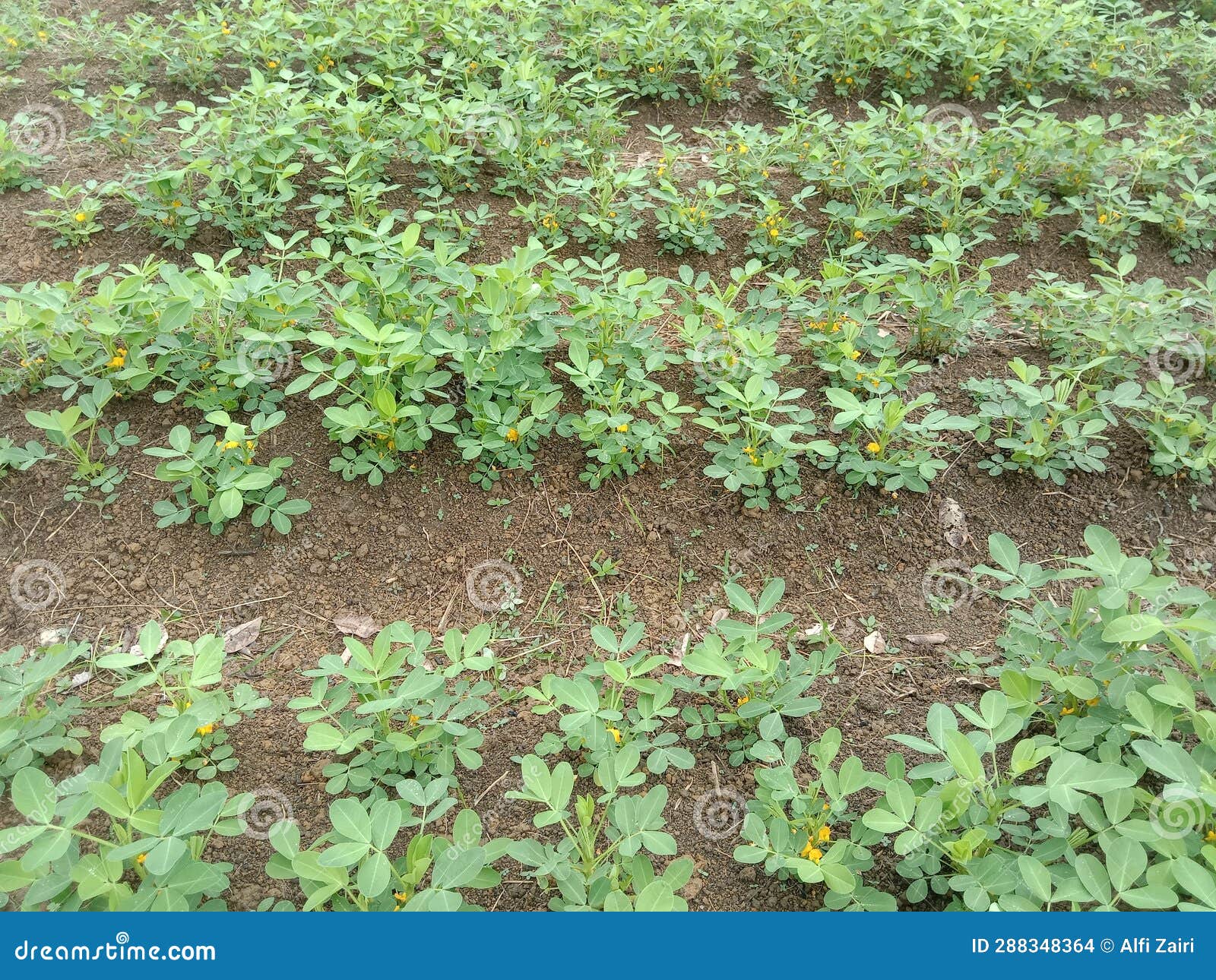 Stack of Small Groundnut Plant on the Soil Stock Photo - Image of lawn ...