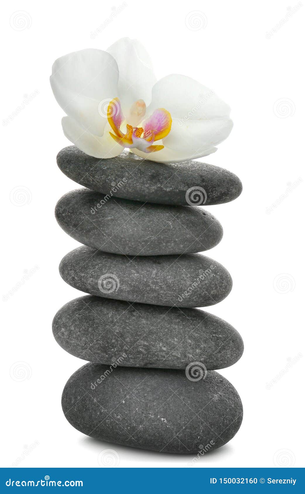 Stack of Spa Stones and Beautiful Flower on White Background Stock ...