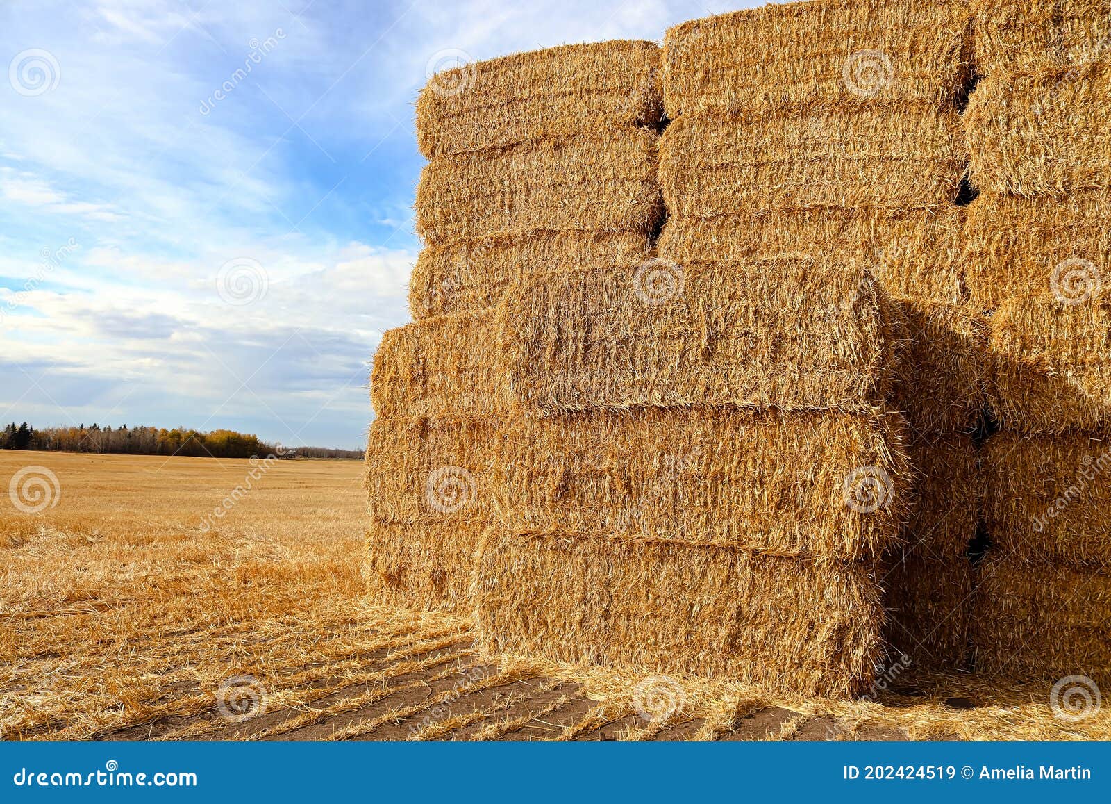 A Stack of Square Hay Bales in a Farmers Field Stock Image - Image of ...