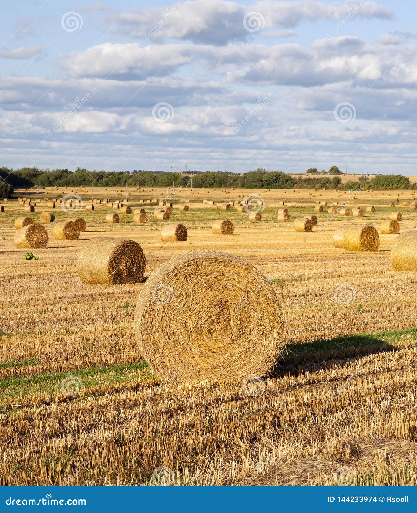 A stack of straw stock photo. Image of haystack, food - 144233974
