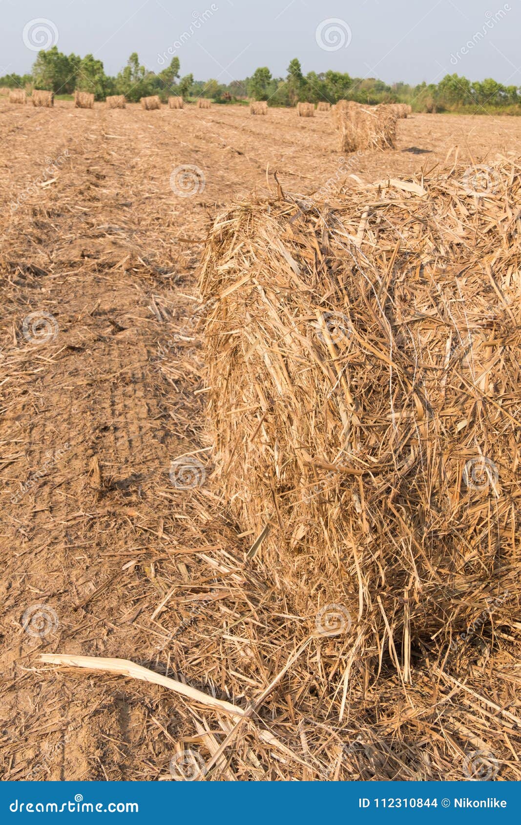 Stack of Straw in the Field. Stock Photo - Image of meadow, farm: 112310844