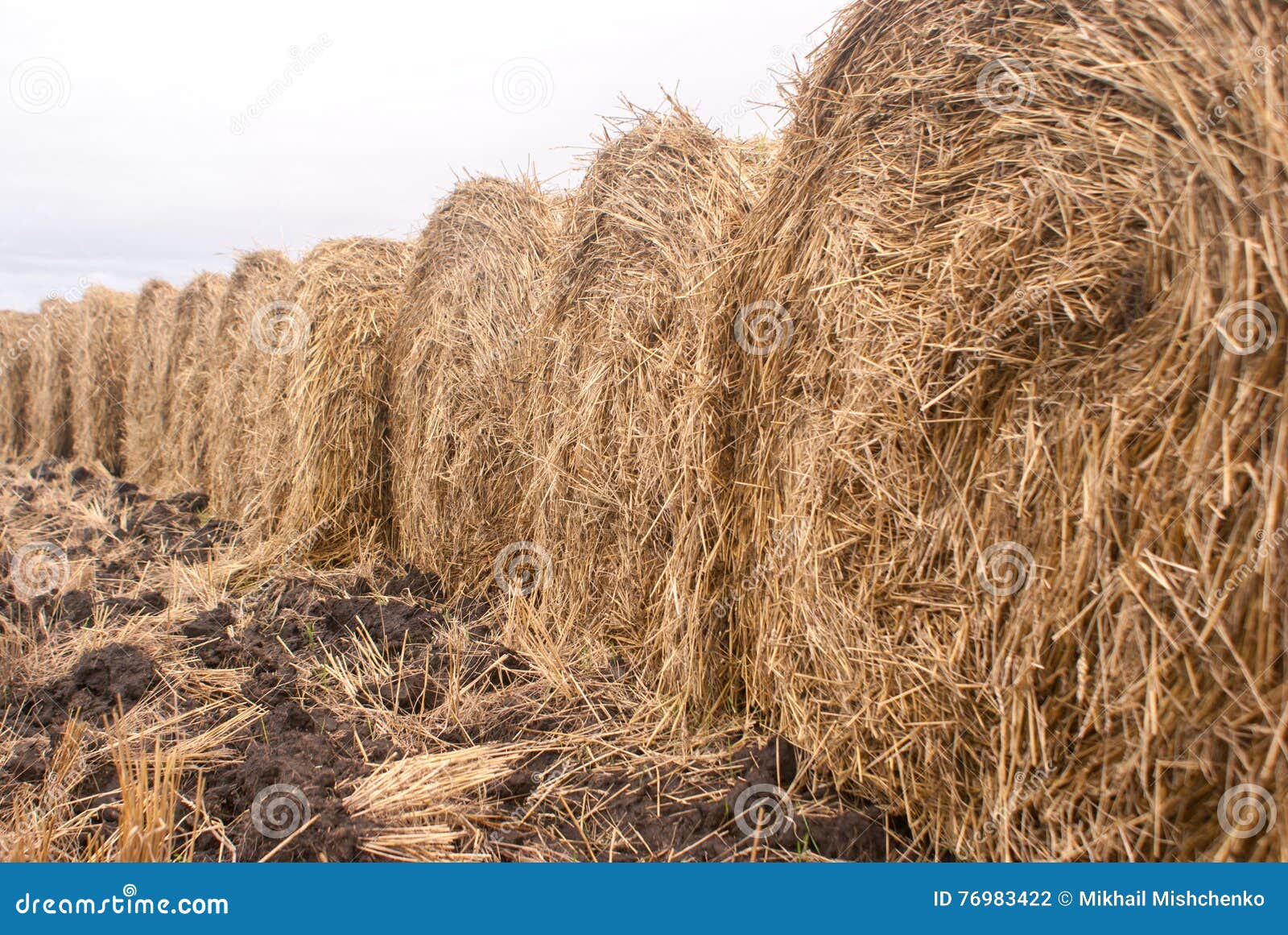 Stack of Straw in the Field Stock Photo - Image of nature, outdoor ...