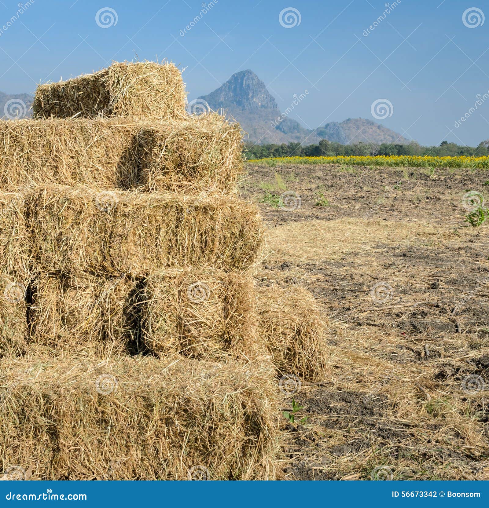 Stack of straw hay bales stock photo. Image of tree, agriculture - 56673342
