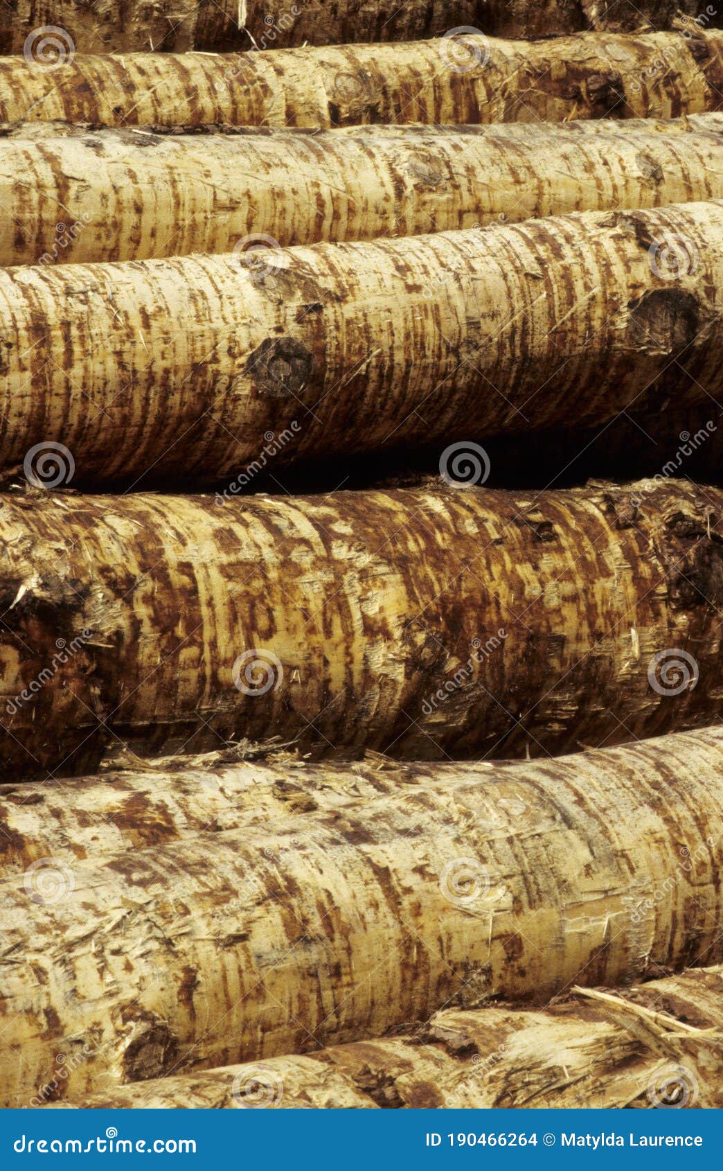 Stack of Stripped Tree Trunks in Lumber Yard Stock Photo - Image of ...