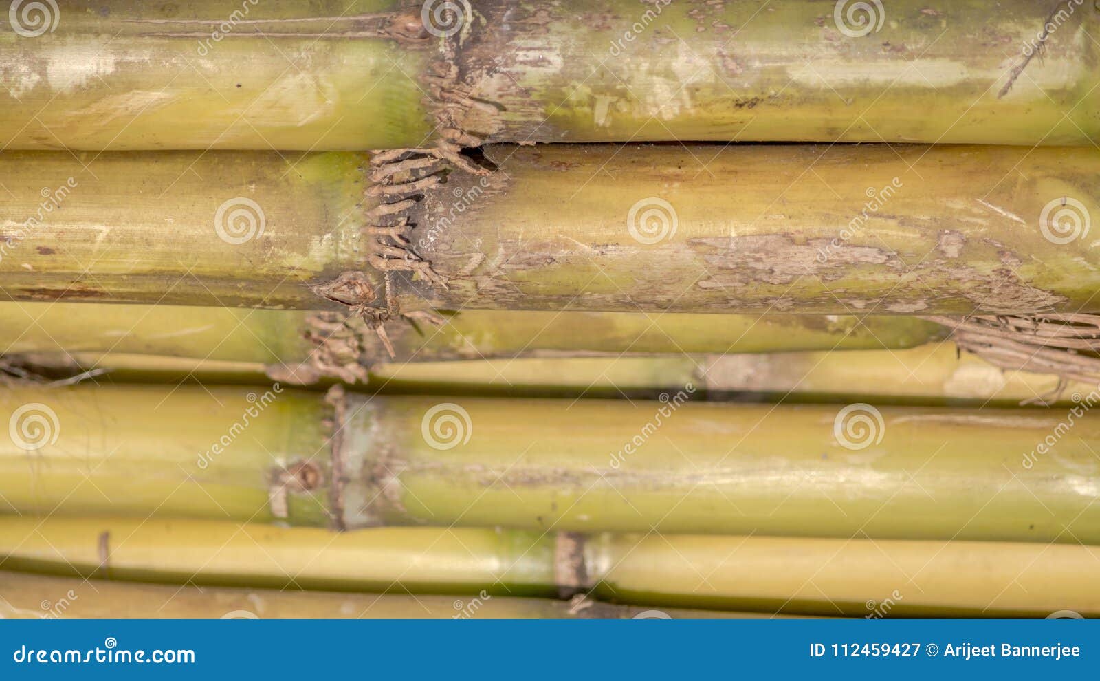 A Stack of Sugar Cane Exposing the Texture of the Stem Stock Image ...
