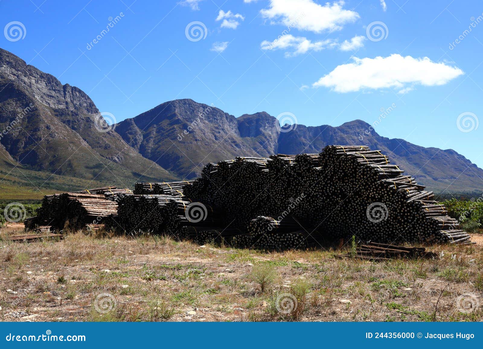 A Stack of Tar Poles Used on Farms To Train Vines. Stock Photo - Image ...