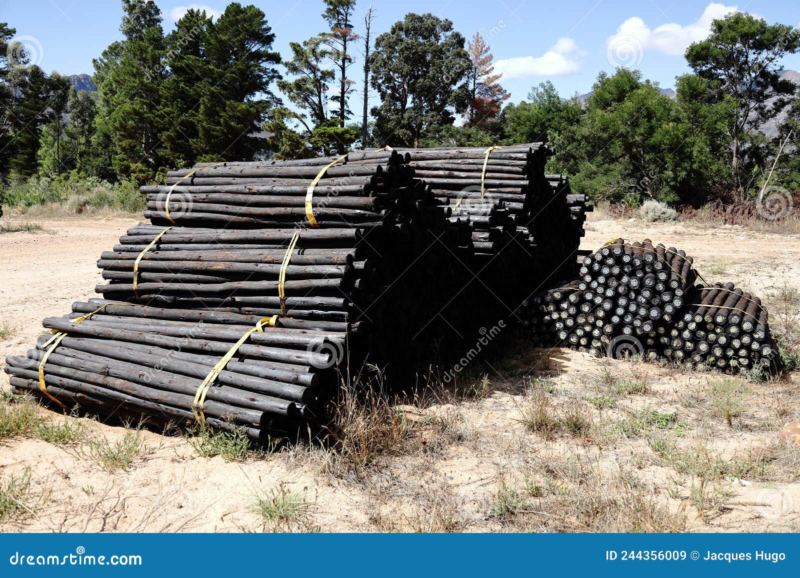 A Stack of Tar Poles Used on Farms To Train Vines. Stock Image - Image ...