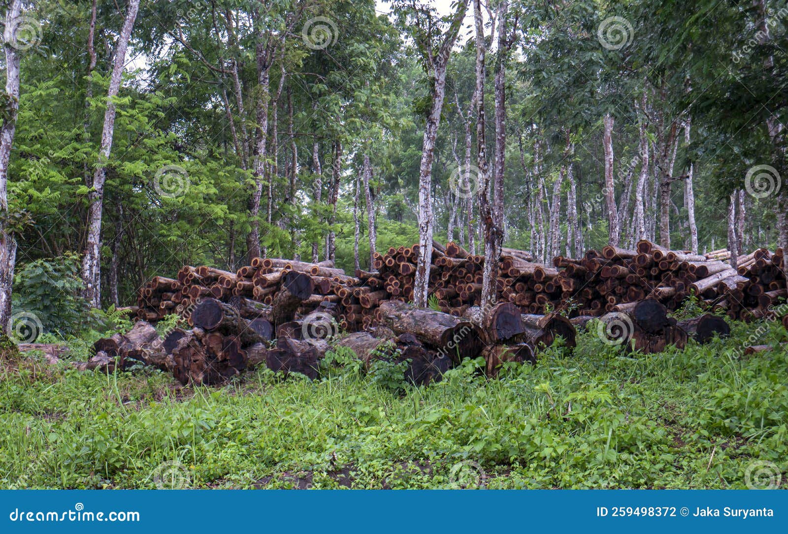 Stack of Teak Wood in the Forest, in Gunung Kidul, Indonesia Stock ...