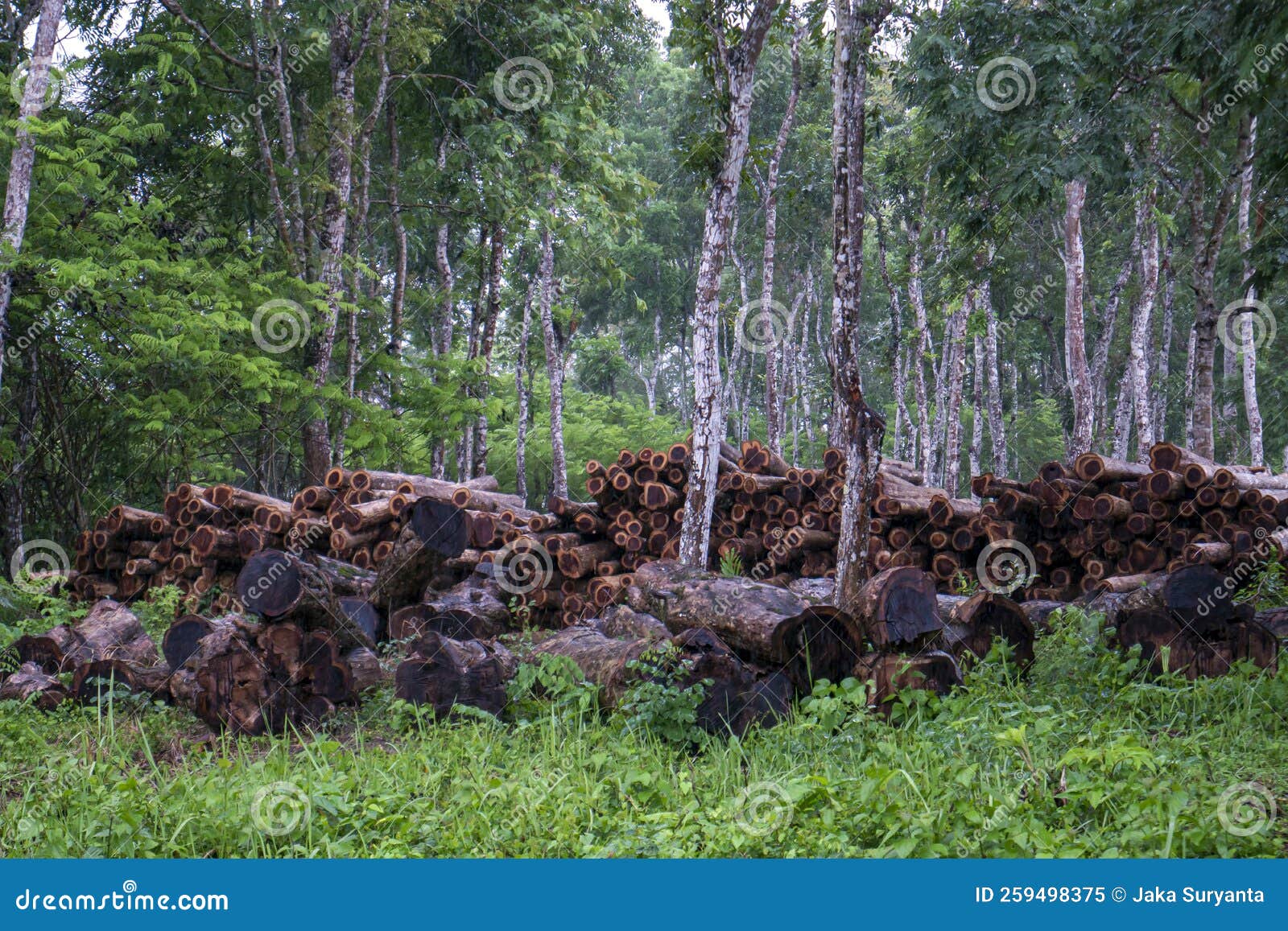 Stack of Teak Wood in the Forest, in Gunung Kidul, Indonesia Stock ...