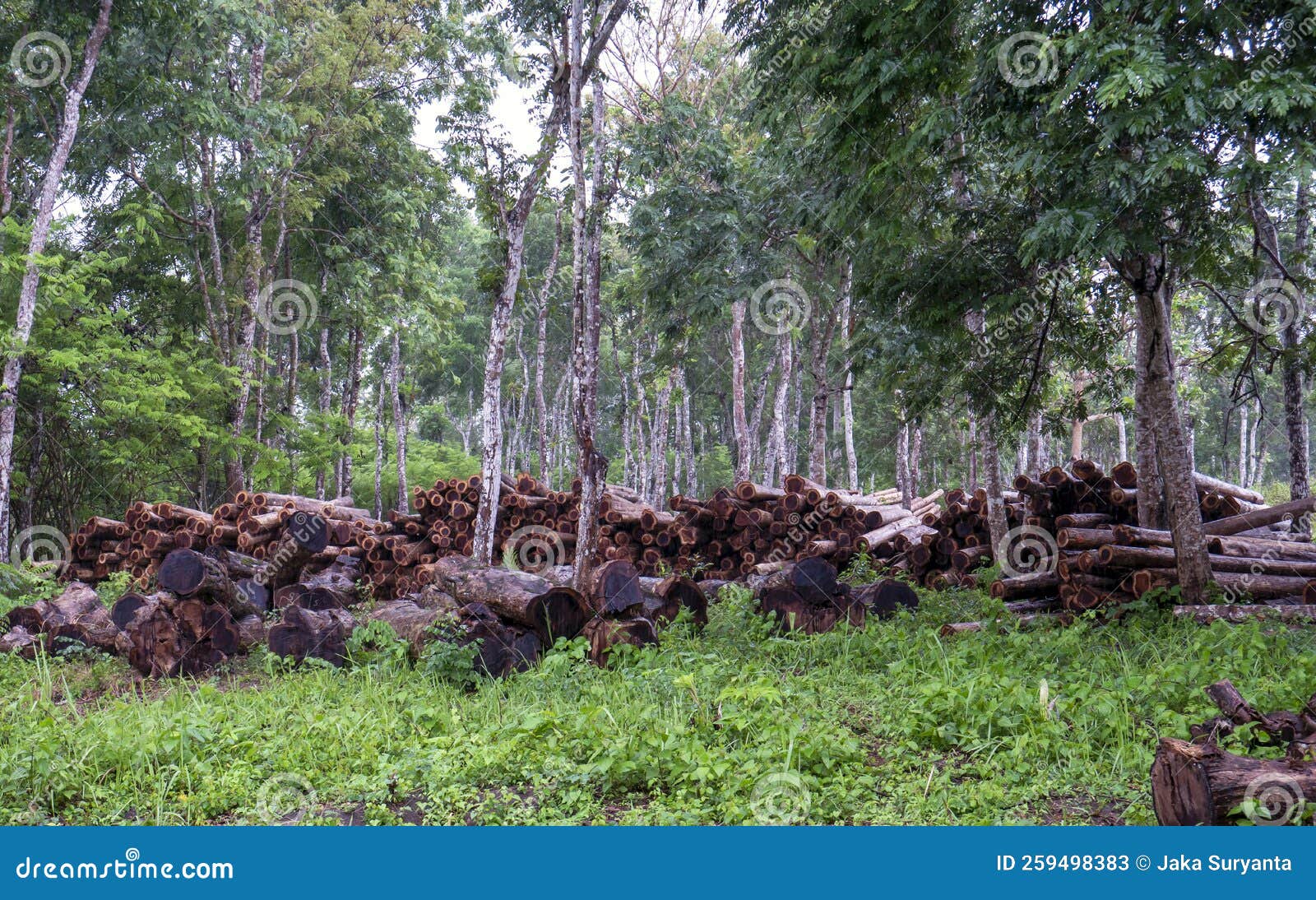 Stack of Teak Wood in the Forest, in Gunung Kidul, Indonesia Stock ...