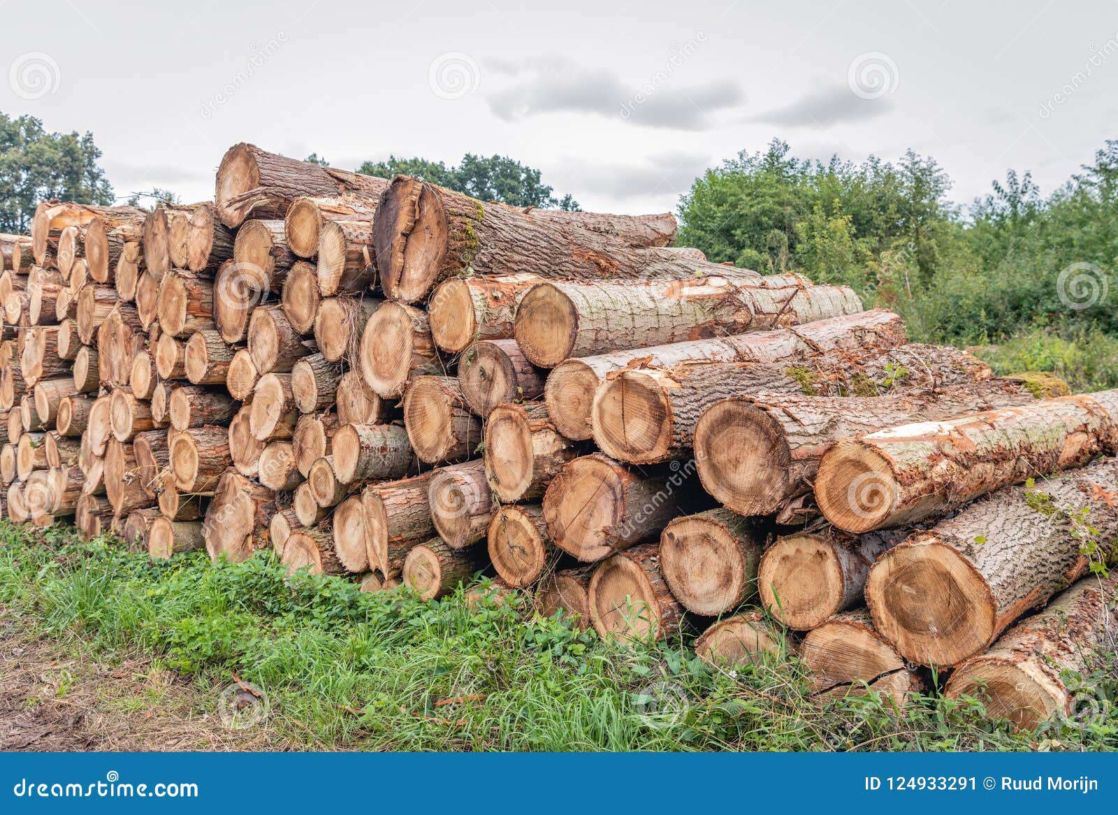 Stack of Thick Tree Trunks in the Forest Stock Image - Image of fell ...
