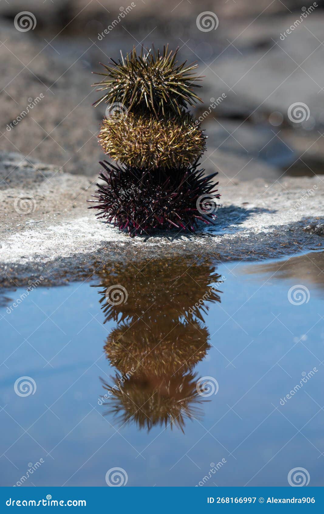 Stack of Sea Urchin Shells Reflected in Water, Hokkaido Stock Image - Image of seashore, tide ...