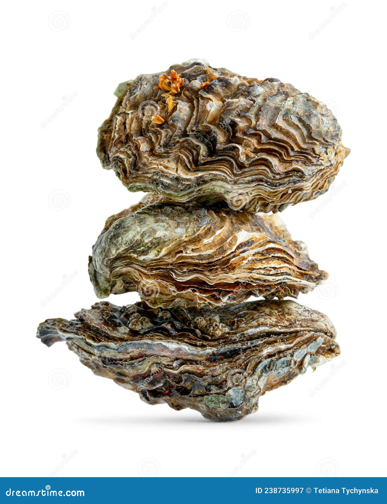 Stack of Three Oysters Isolated on White Background. Stock Image ...