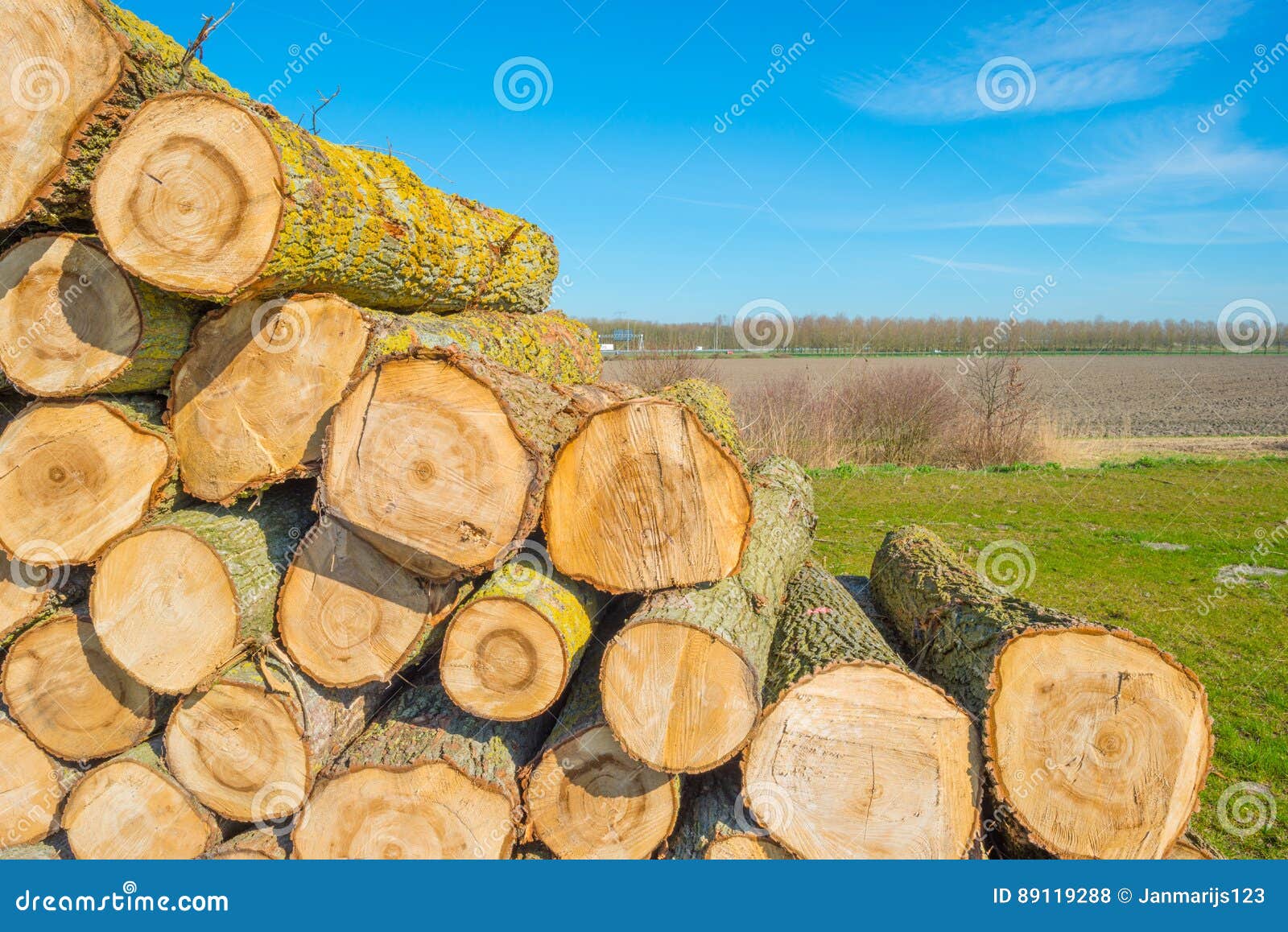 Stack of Timber Along a Road in Spring Stock Photo - Image of trees ...