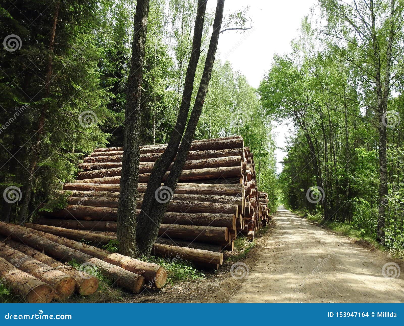 Stack Timber in Forest, Lithuania Stock Photo - Image of wood, nature ...
