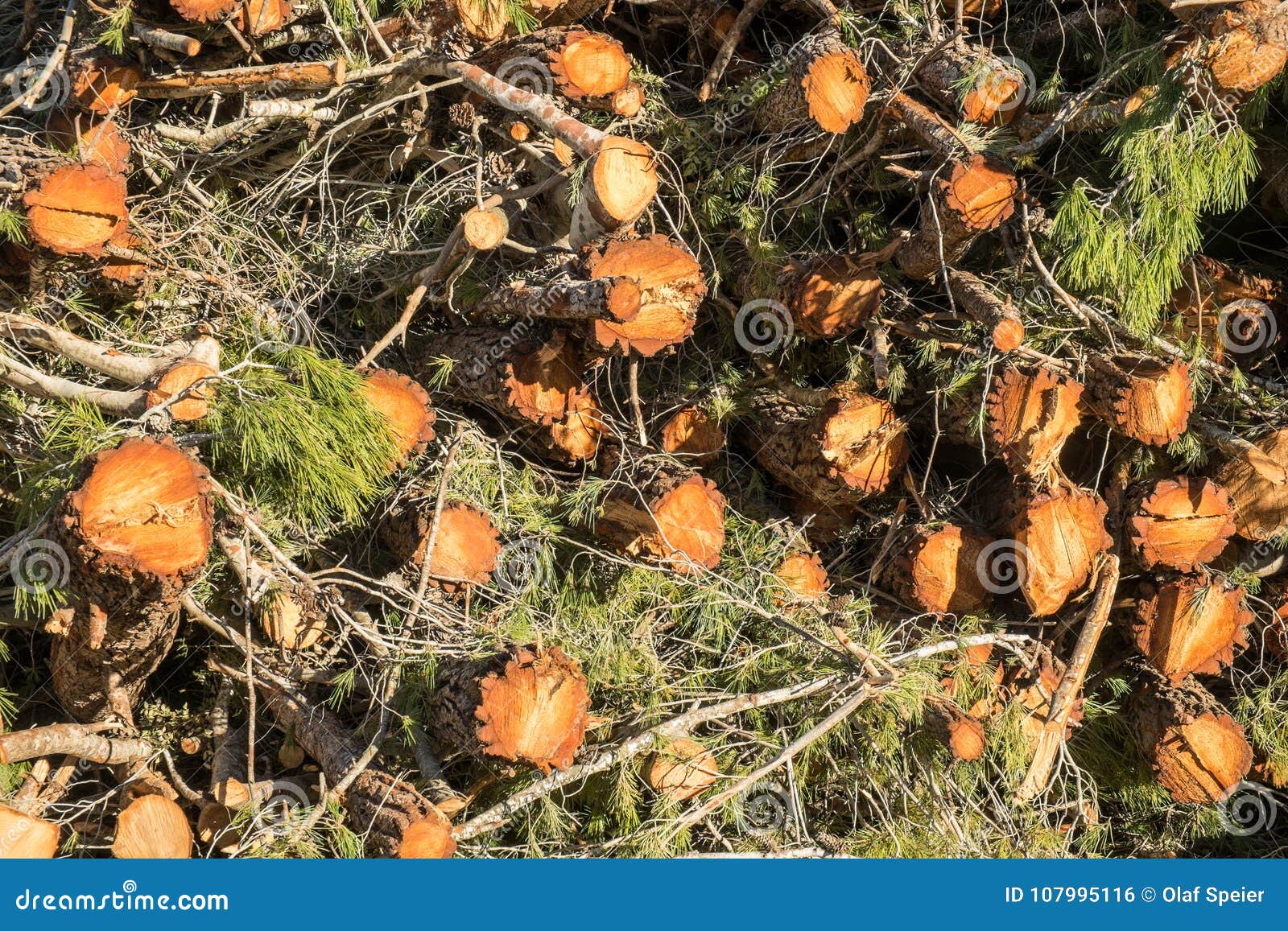 Stack of timber stock photo. Image of forestry, industry - 107995116
