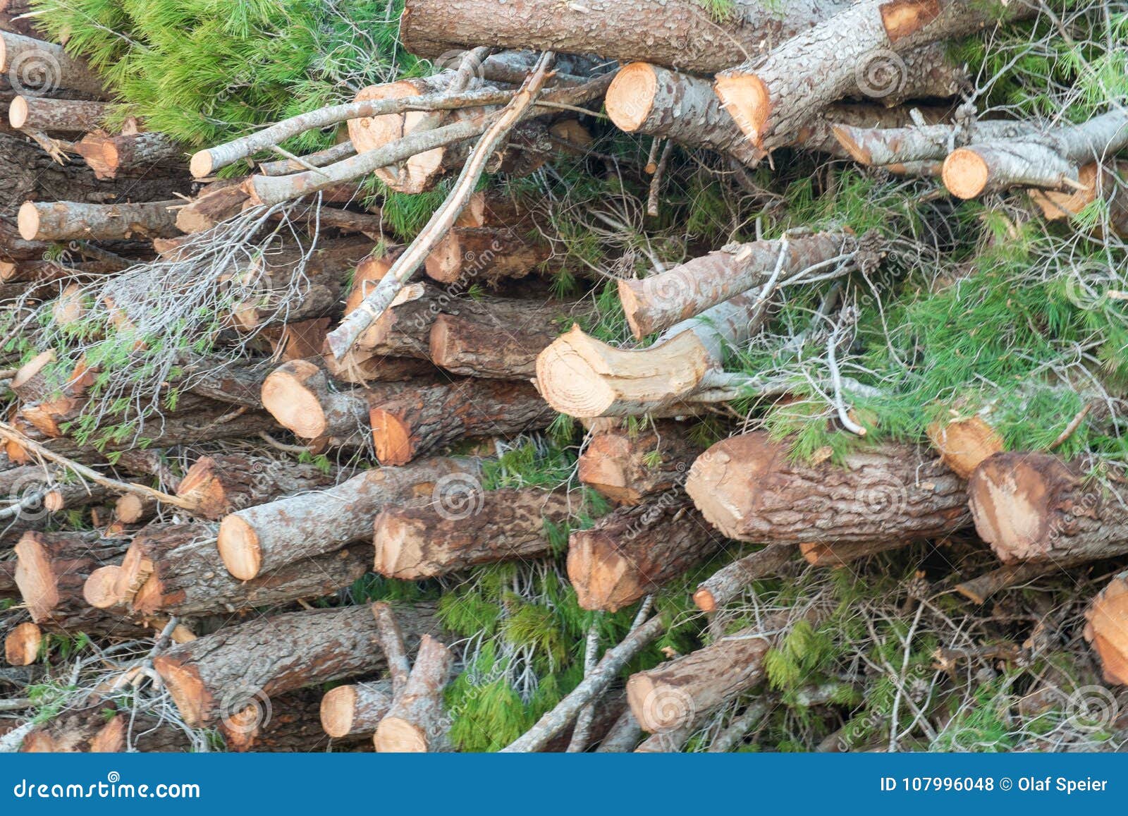 Stack of timber stock photo. Image of trees, lumberjack - 107996048