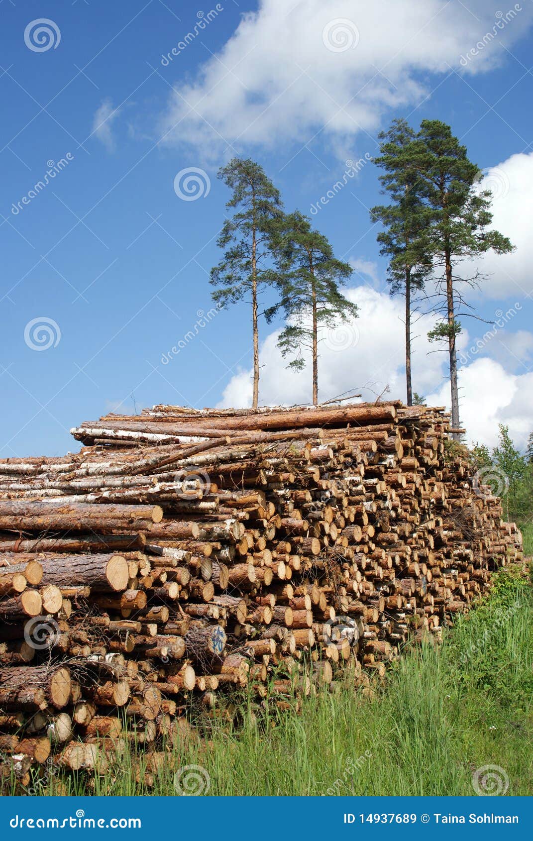 Stack of Timber Logs at Summer Stock Image - Image of fuel, logs: 14937689
