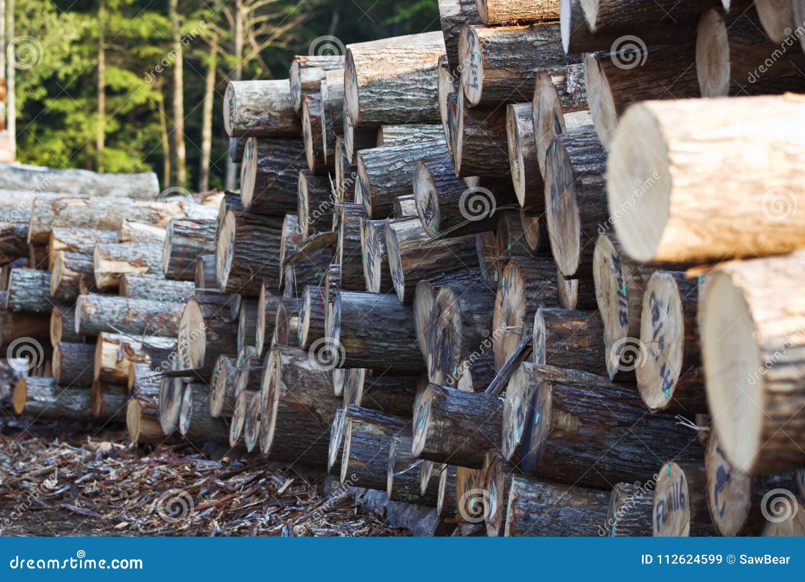 A Stack of Timber in a Lumber Yard Stock Image - Image of forestry ...