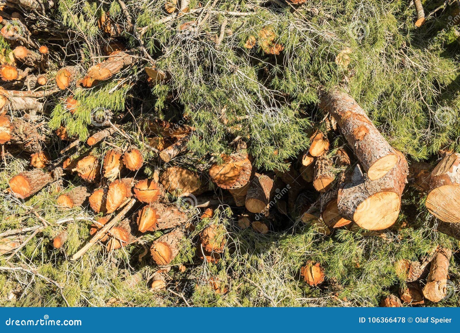 Stack of timber stock photo. Image of logs, piled, pine - 106366478