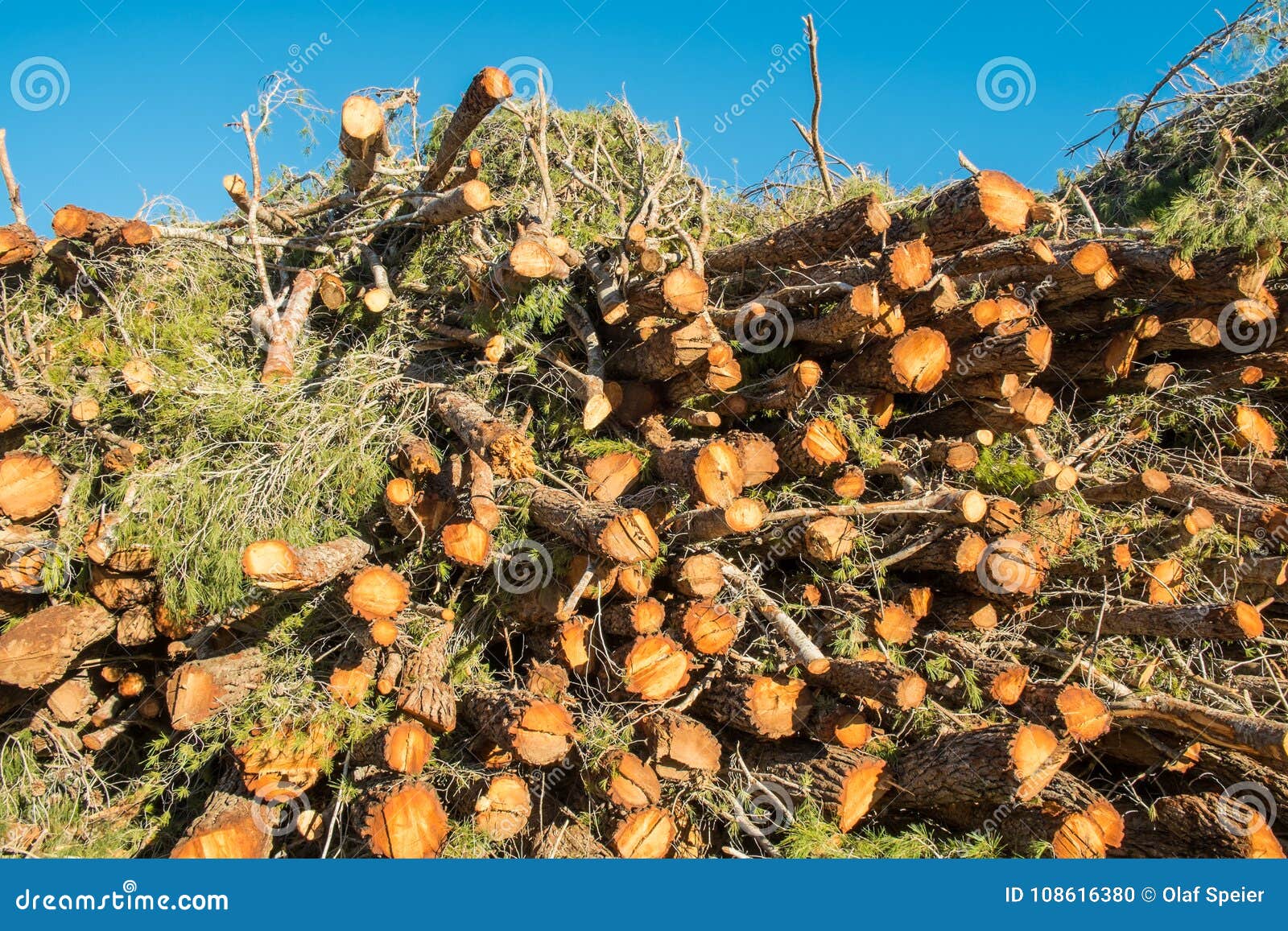 Stack of timber stock photo. Image of forestry, chopped - 108616380