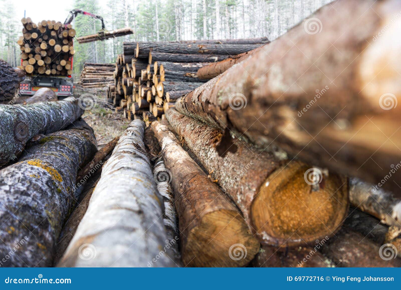 Stack of timber stock photo. Image of loading, pine, wood - 69772716