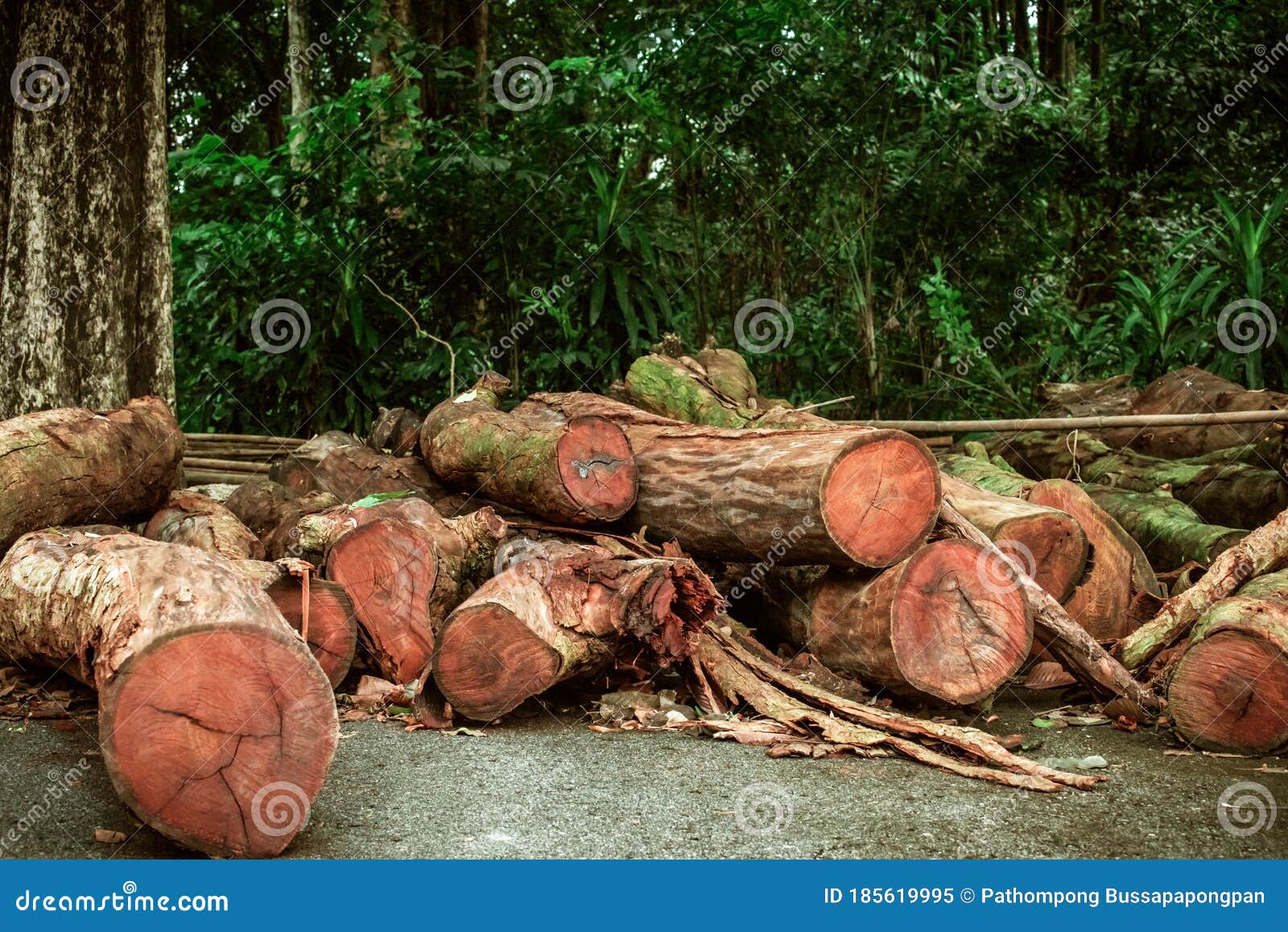 The Stack Timber Waiting for Transform Stock Image - Image of stick ...
