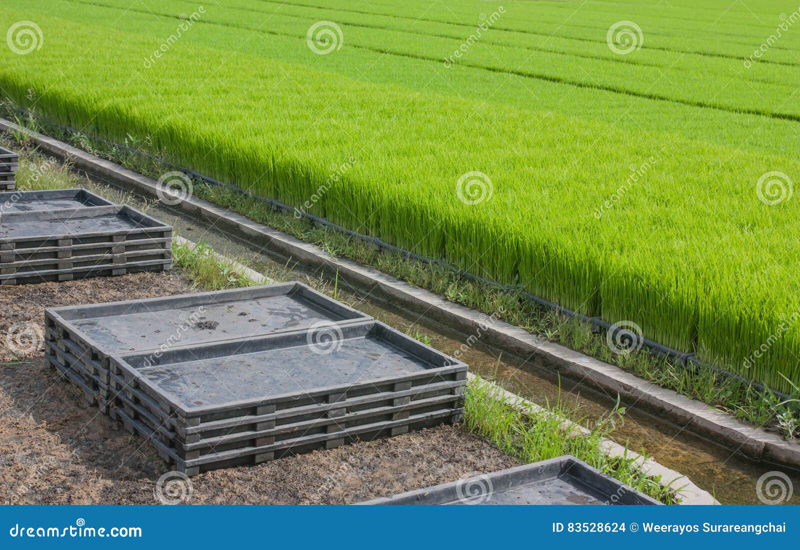 Stack Trays of Seedlings and Plantation of Crops. Stock Photo - Image ...