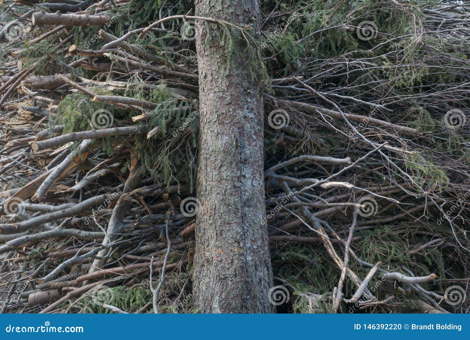 Stack of Tree Branches stock photo. Image of pile, logging - 146392220